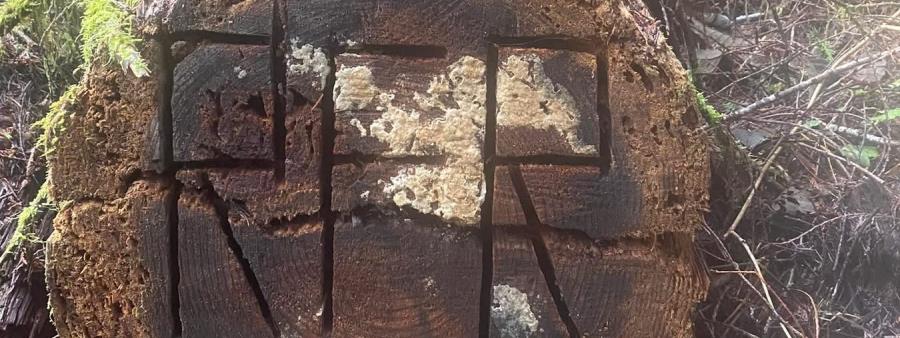 Chuckanut 50K | Bellingham, United States | Mar 14, 2026 (Sat)