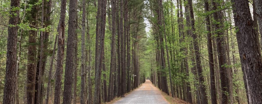 Susquehannock Trail Ultra | Coudersport, United States | May 16, 2026 (Sat)